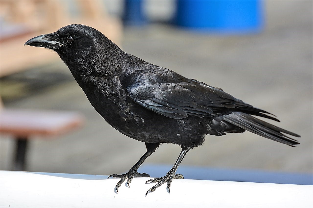 Haiku and Three-Line Nature Poems: Facts and Examples - Owlcation