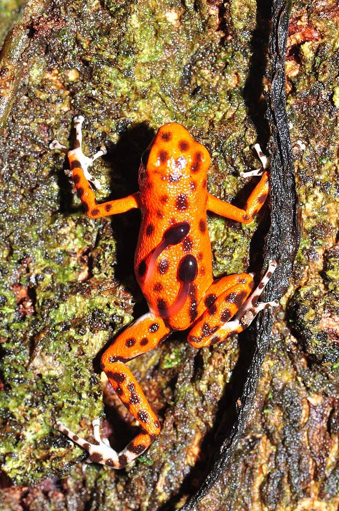 6 Colourful Frog Species: Facts About Attractive Amphibians - Owlcation