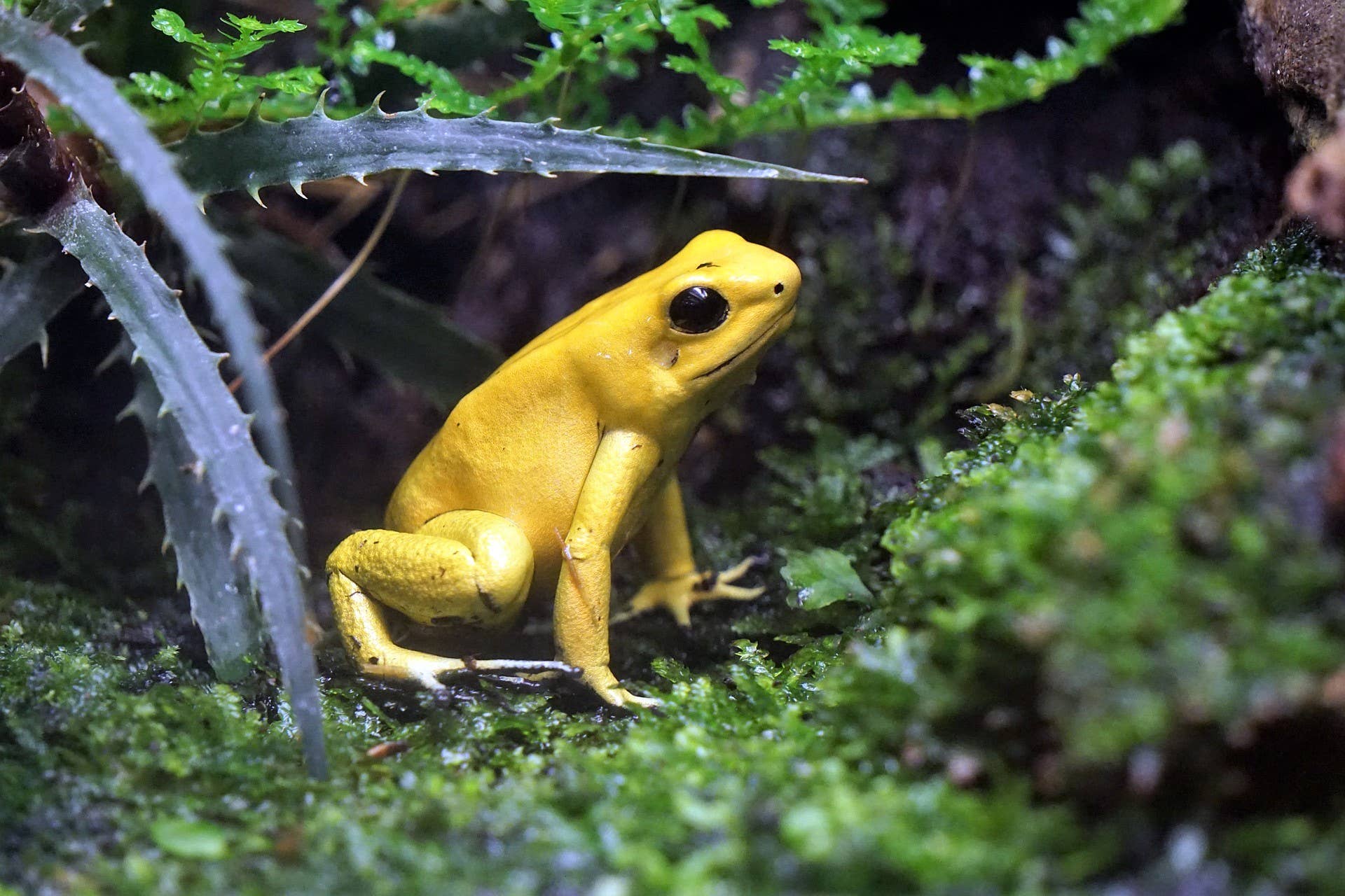 6 Colourful Frog Species: Facts About Attractive Amphibians - Owlcation