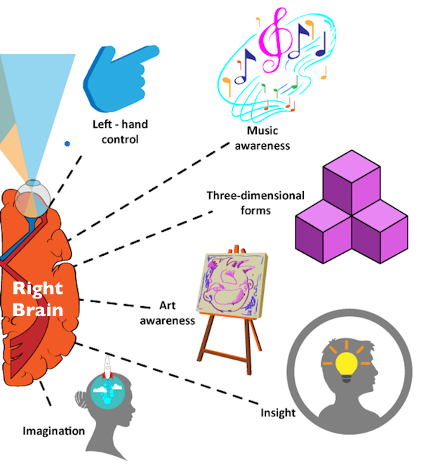 Right Brain vs. Left Brain Functions - Owlcation