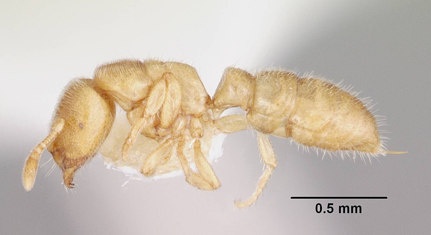 Strange Ants: Zombie, Dracula, and Other Interesting Species - Owlcation