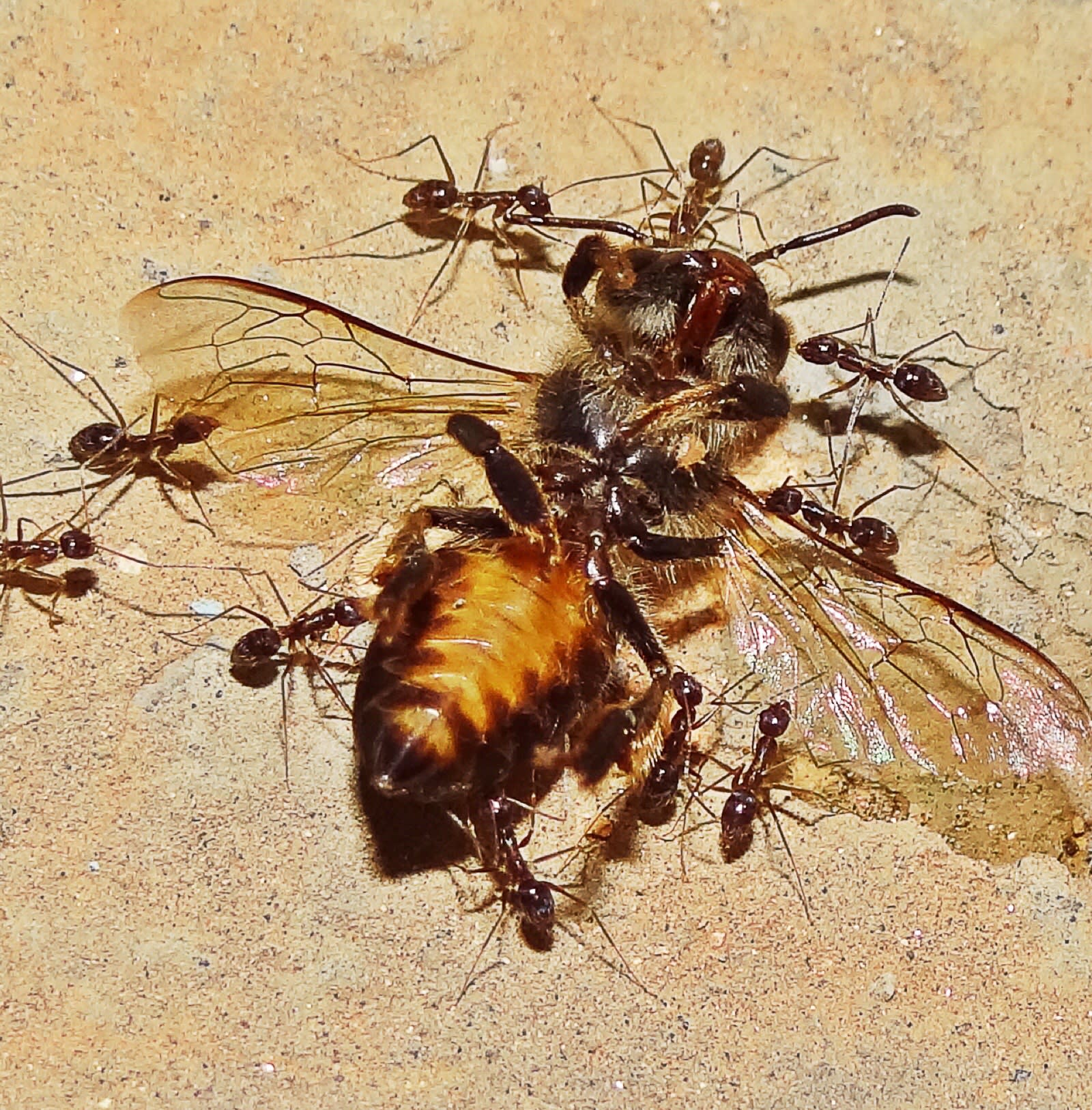 Strange Ants: Zombie, Dracula, and Other Interesting Species - Owlcation