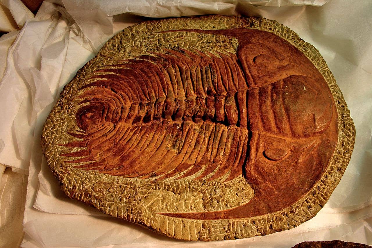 Carpet, Flesh-Eating, and Trilobite Beetles: Strange Insects - Owlcation