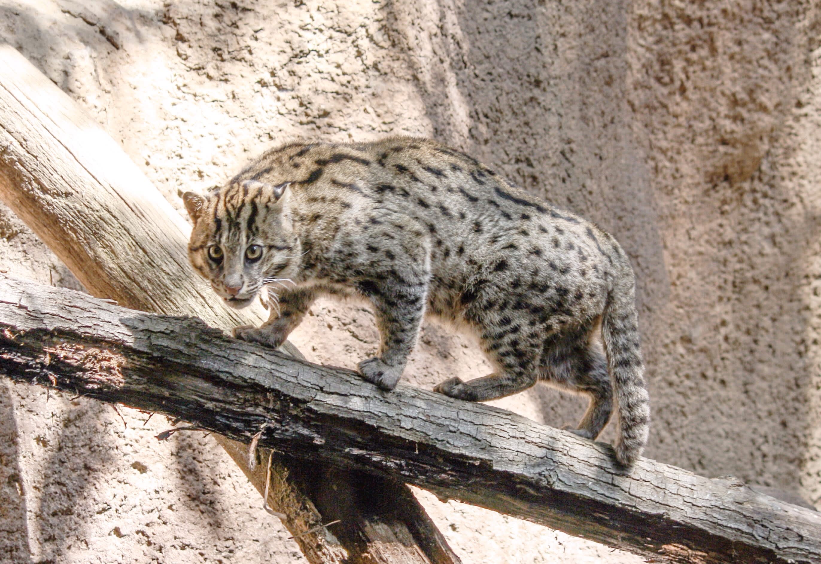 The Fishing Cat: An Interesting and Vulnerable Animal in Asia - Owlcation