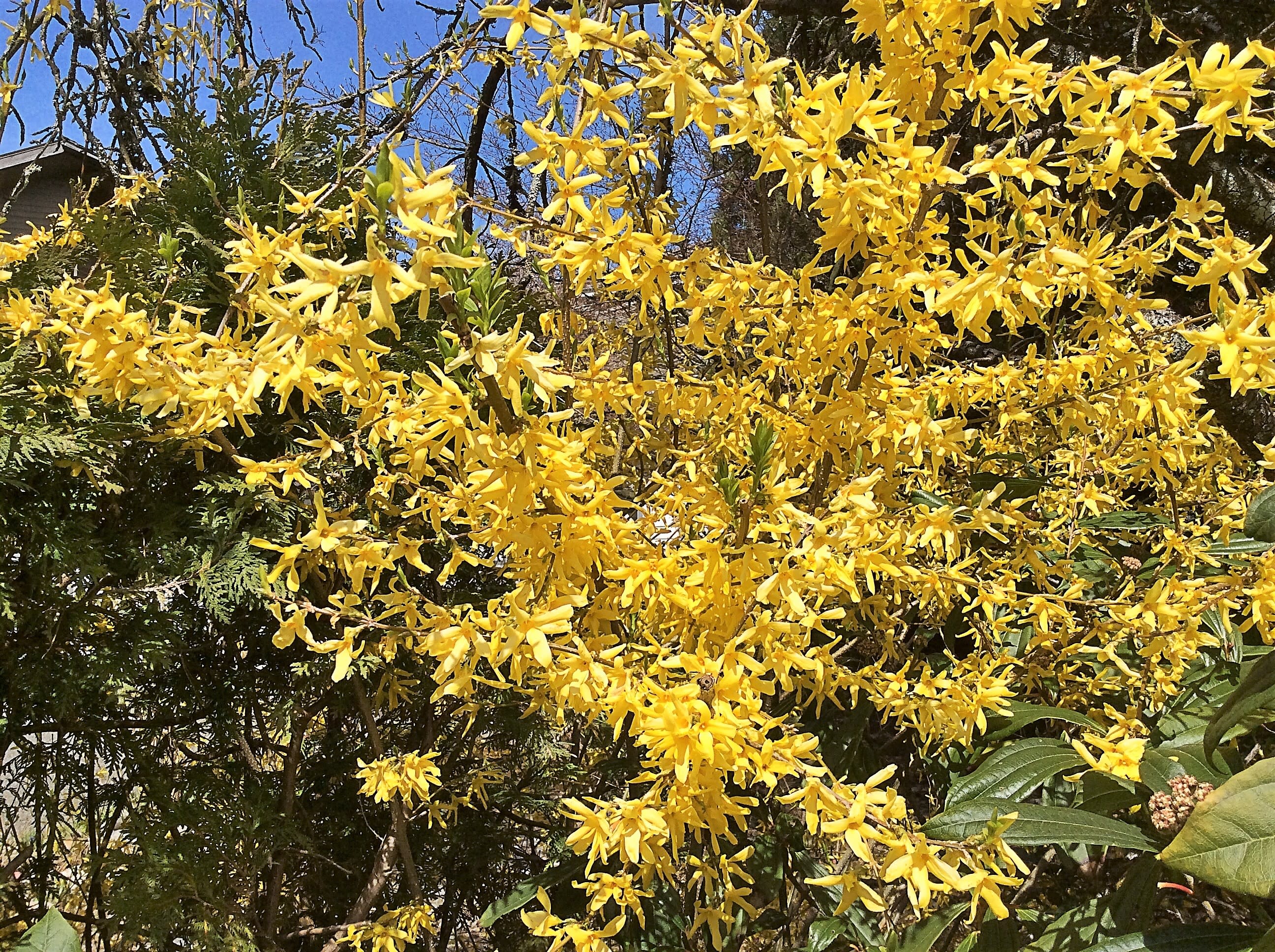 Forsythia Flowers and Plants and the Life of William Forsyth - Owlcation