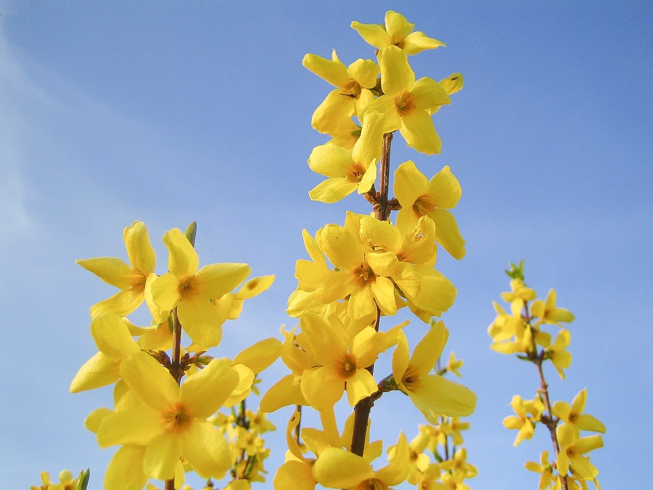 Forsythia Flowers and Plants and the Life of William Forsyth - Owlcation