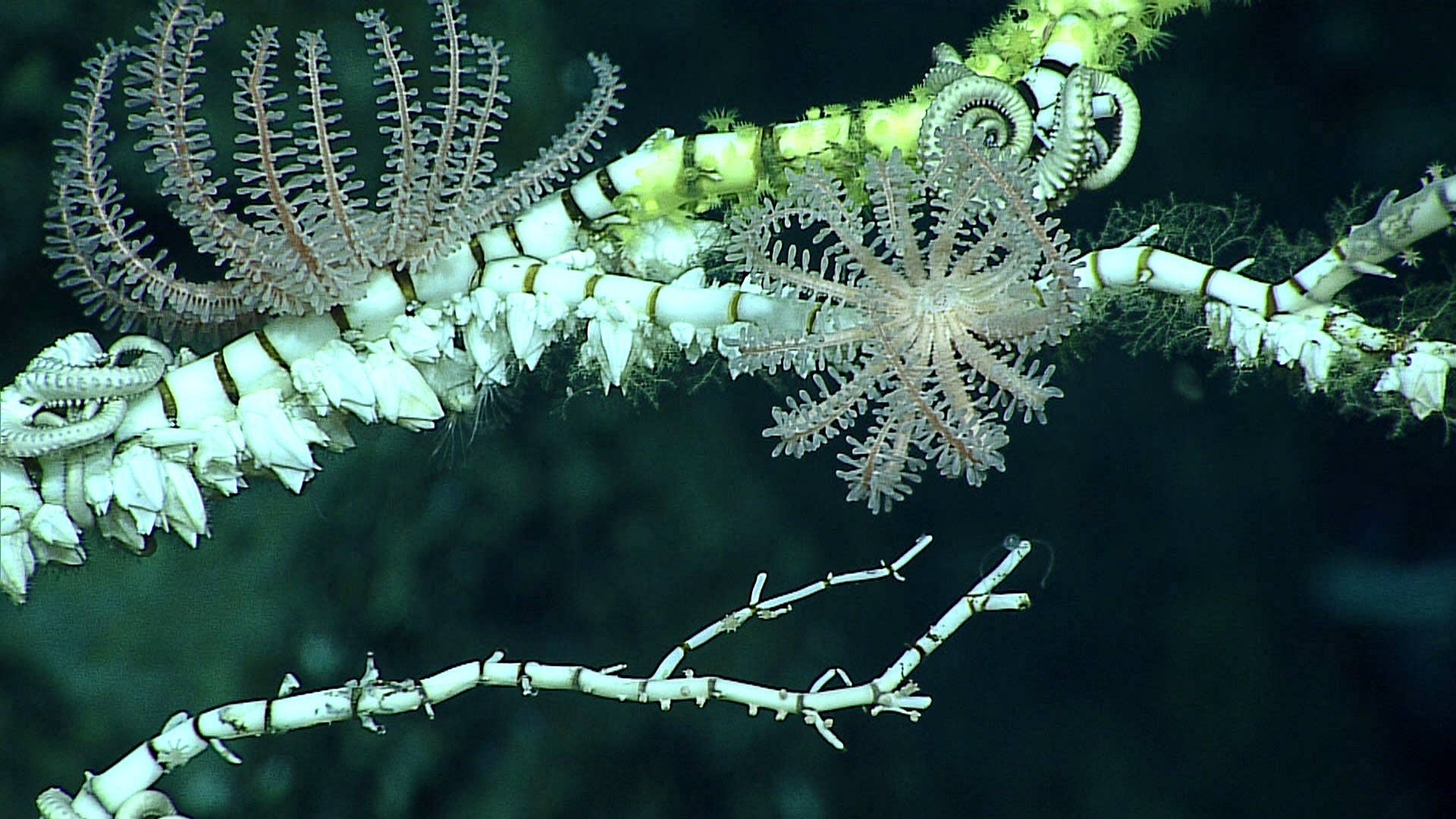 NOAA Ocean Exploration and Life in the Mariana Trench - Owlcation