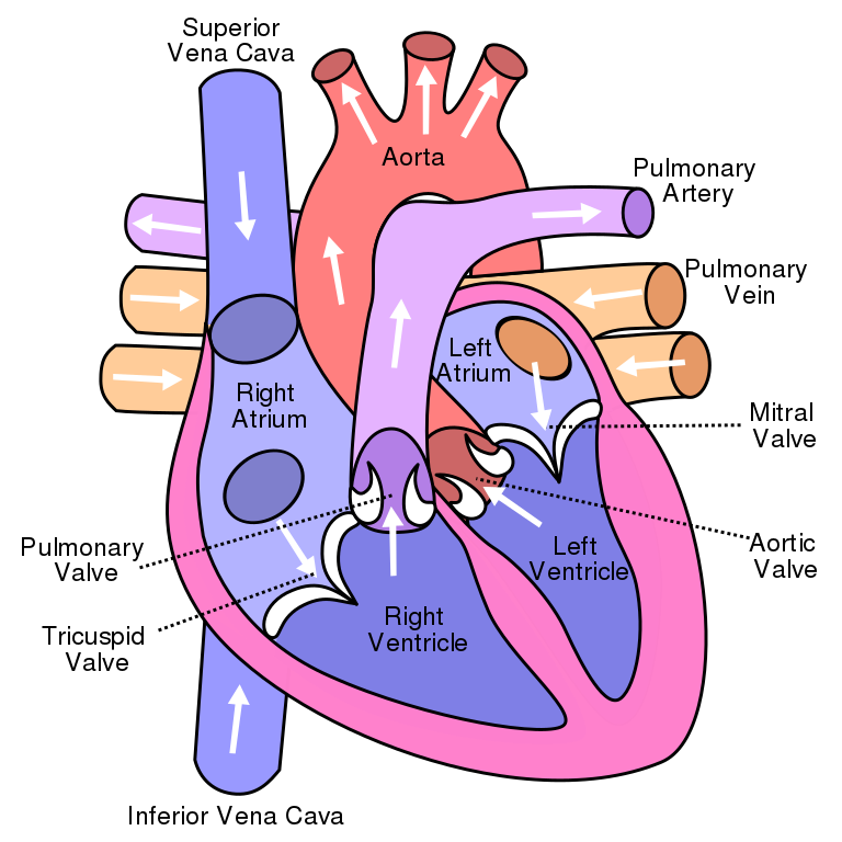 Replacing Dead Tissue in the Heart: Research and Discoveries - Owlcation