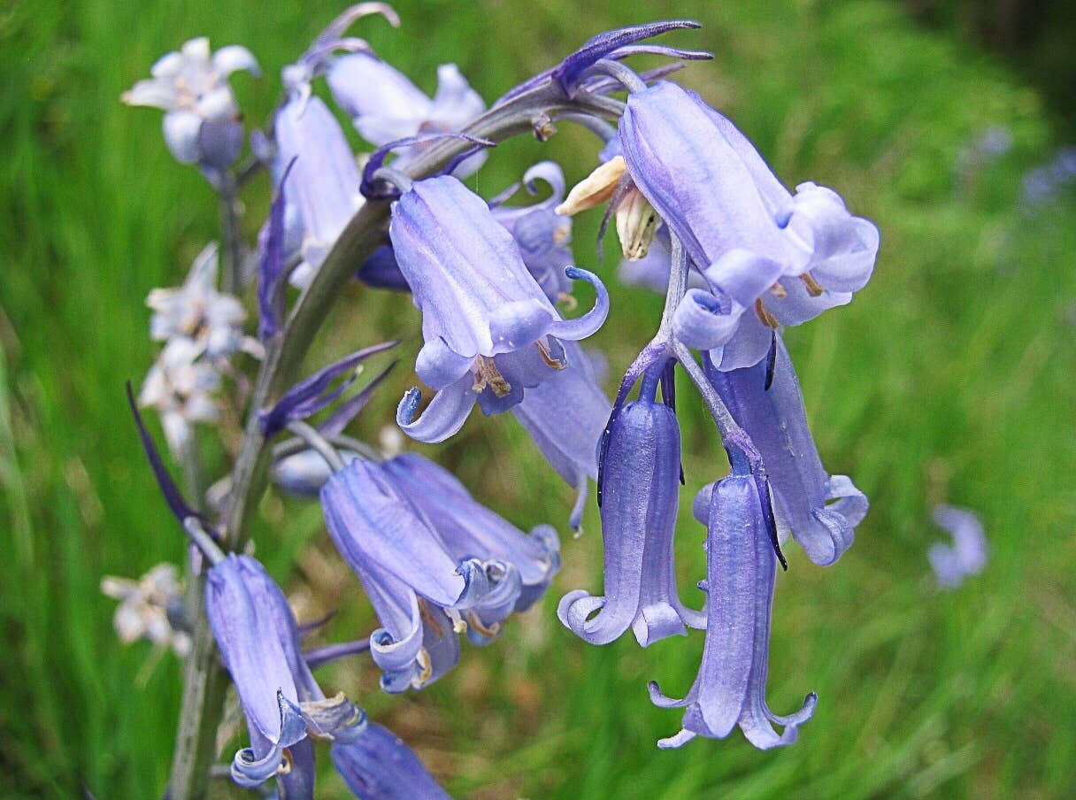 English and Spanish Bluebells: Features, Facts, and Problems - Owlcation