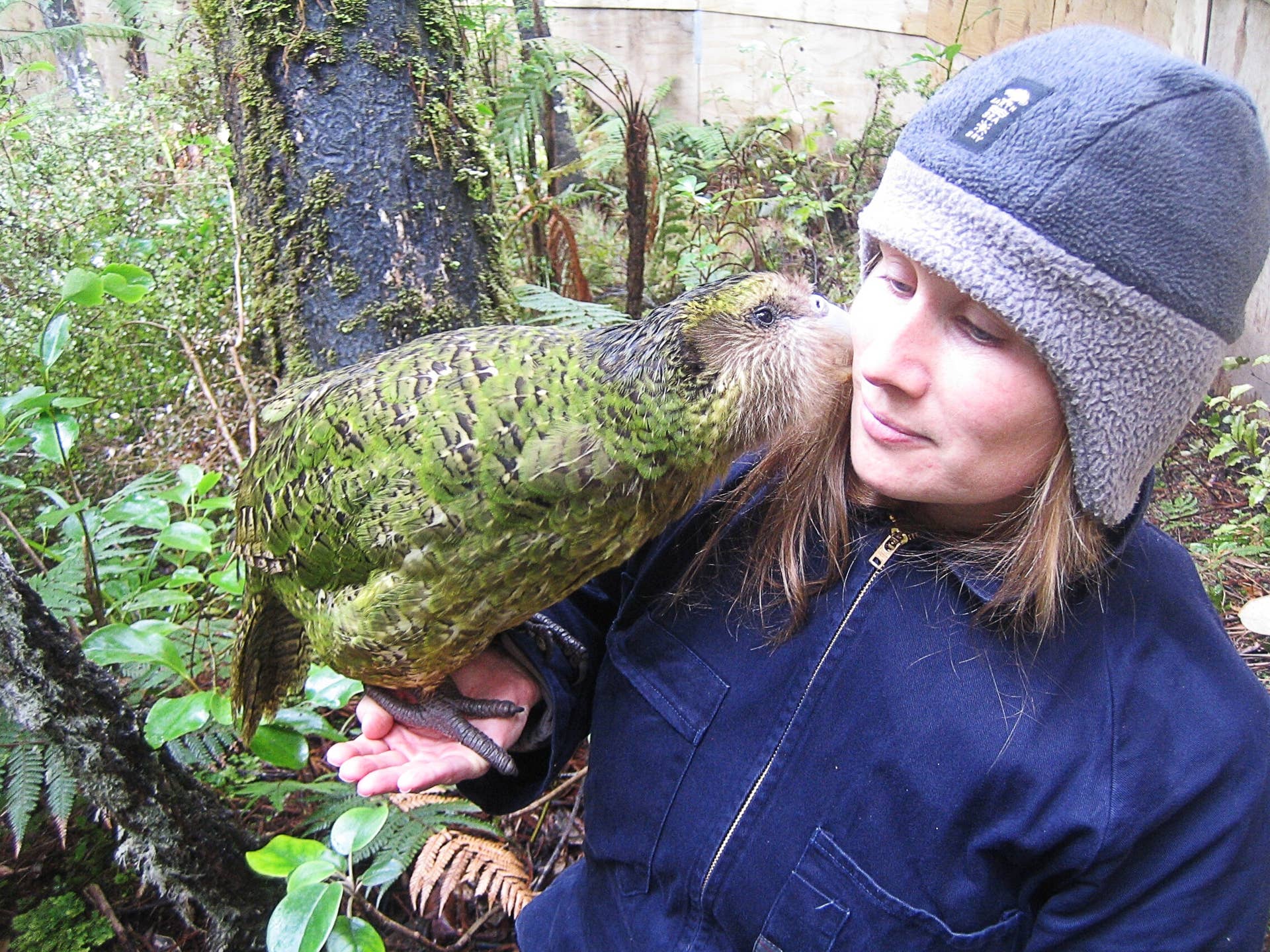 The Endangered Kakapo and Sirocco the Celebrity Parrot - Owlcation
