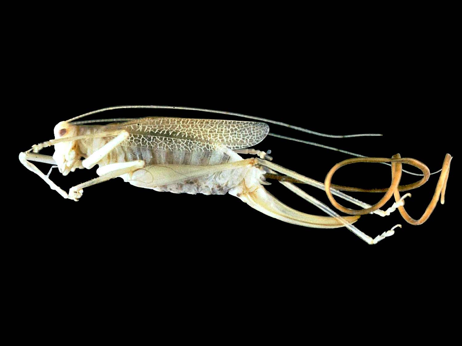 Parasitic Horsehair Worms: Facts, Life Cycle, and Effects - Owlcation