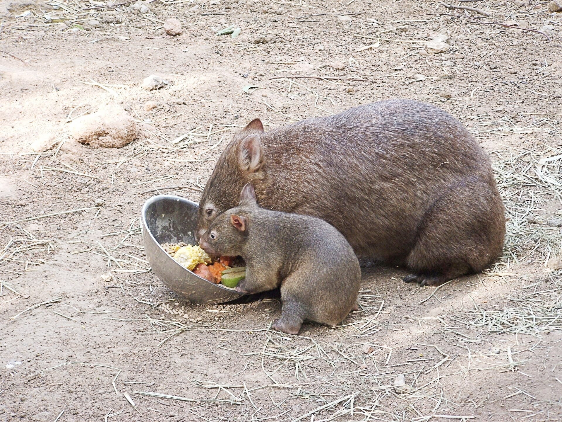50 Wombat Facts: Unique Animals With Cube-Shaped Poop - Owlcation