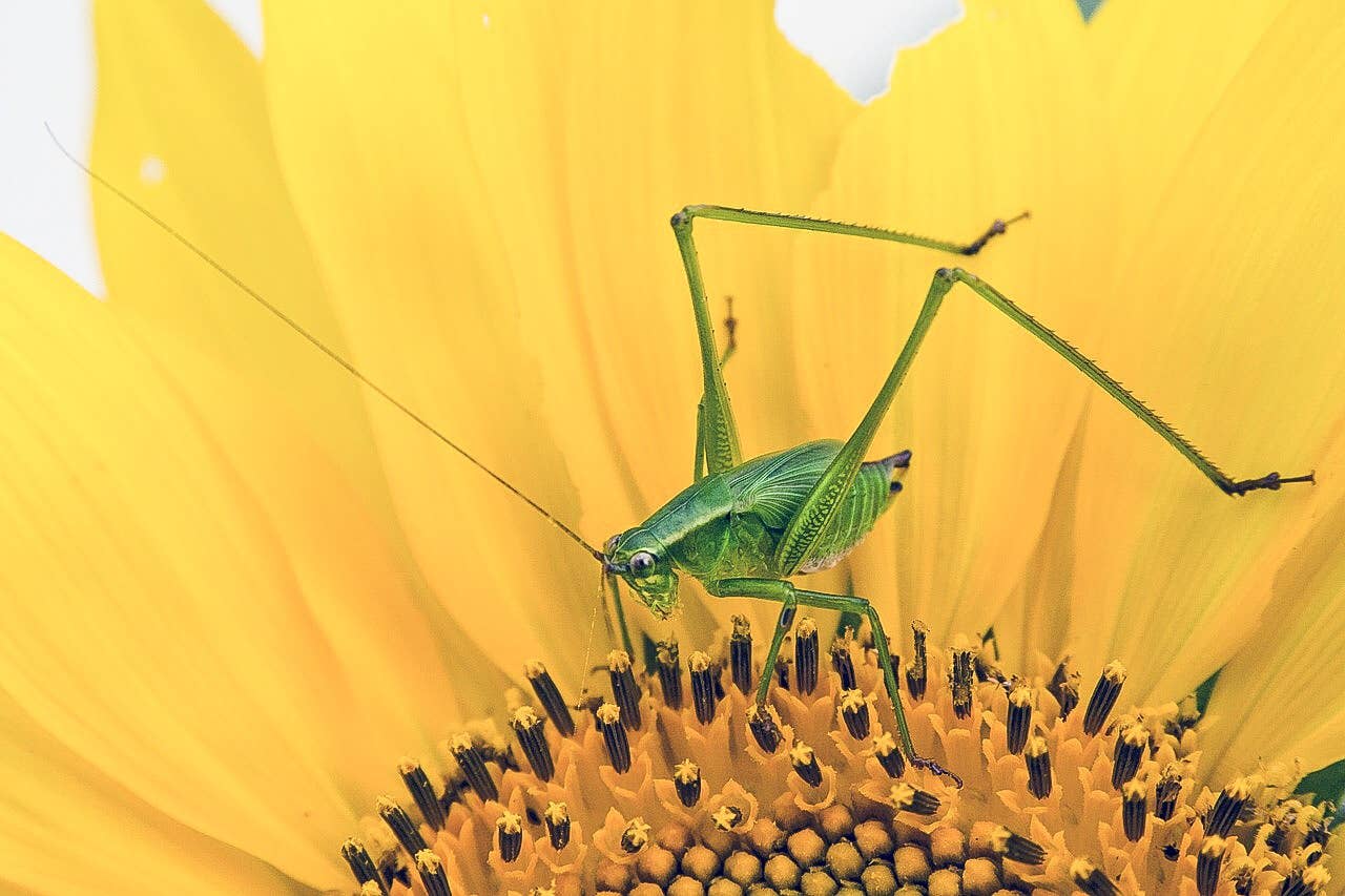 "The Borrowers" by Mary Norton: An Intriguing Children's Book - Owlcation