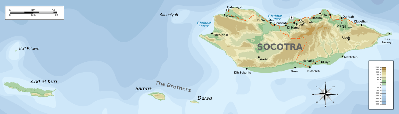 The Strange and Intriguing Dragon Blood Tree of Socotra Island - Owlcation