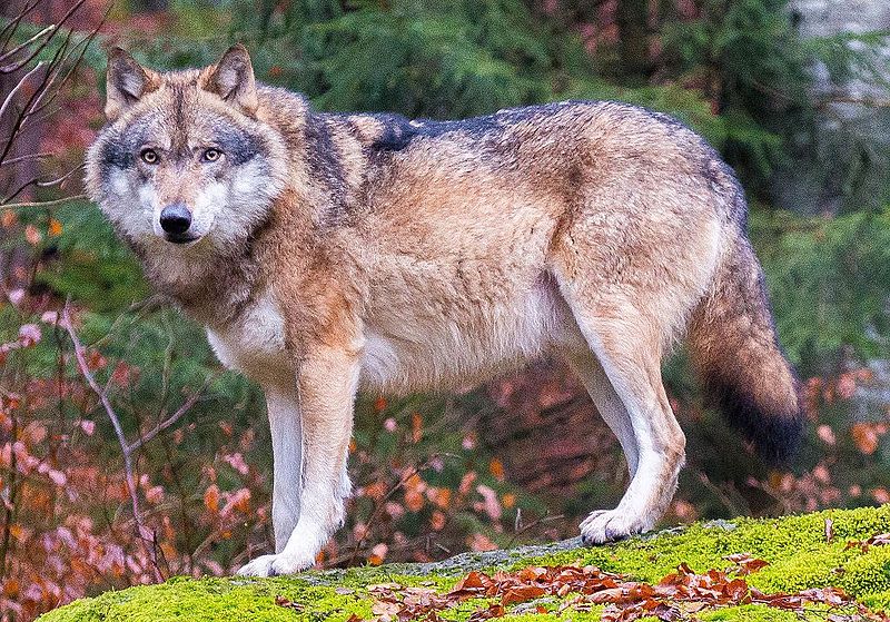 The Timeline of Grey Wolves: Ancestors and Evolution - Owlcation
