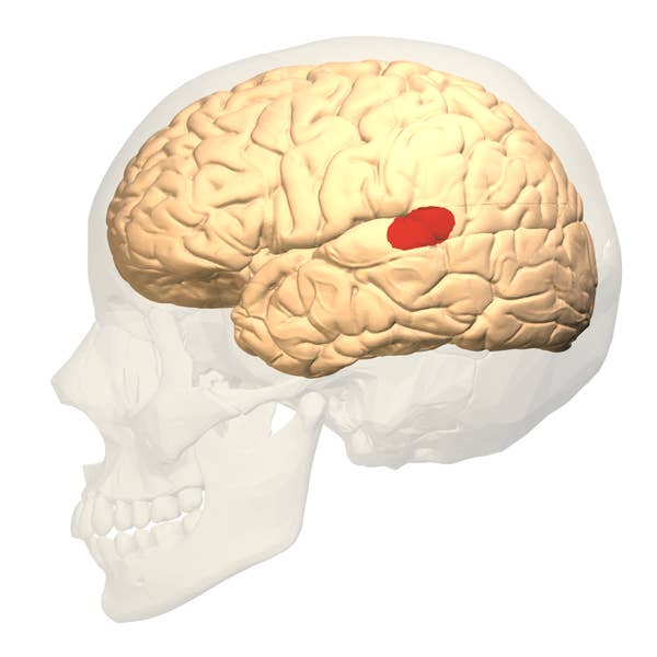 The Brain: Broca's and Wernicke's Areas and the Circle of Willis ...