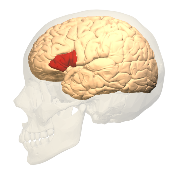The Brain: Broca's and Wernicke's Areas and the Circle of Willis ...