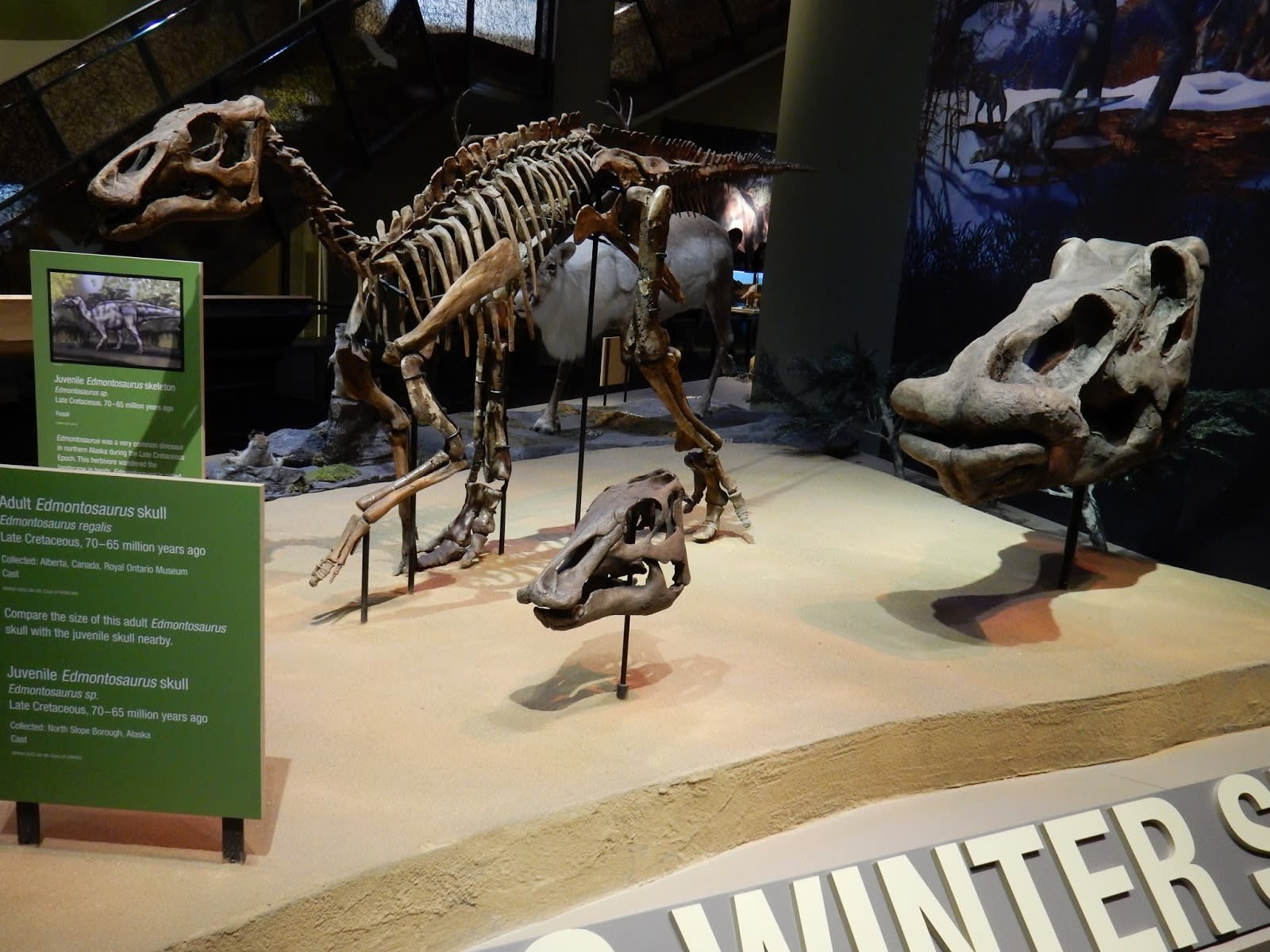 Dinosaur Discoveries of 2015 - Owlcation