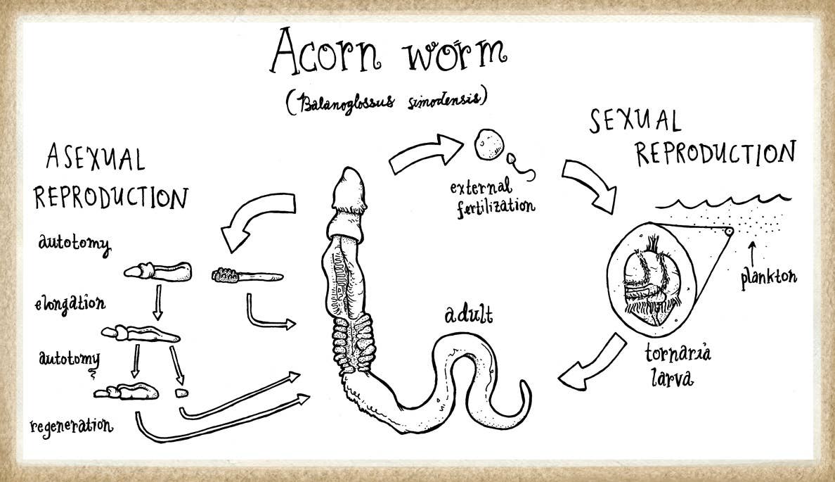 Acorn Worm Facts and the Regeneration of Human Body Parts - Owlcation