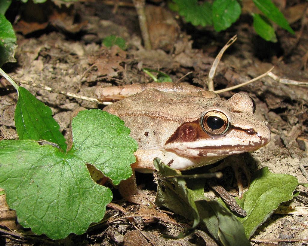 Cryobiology: Frozen Wood Frogs and Adaptations for Survival - Owlcation