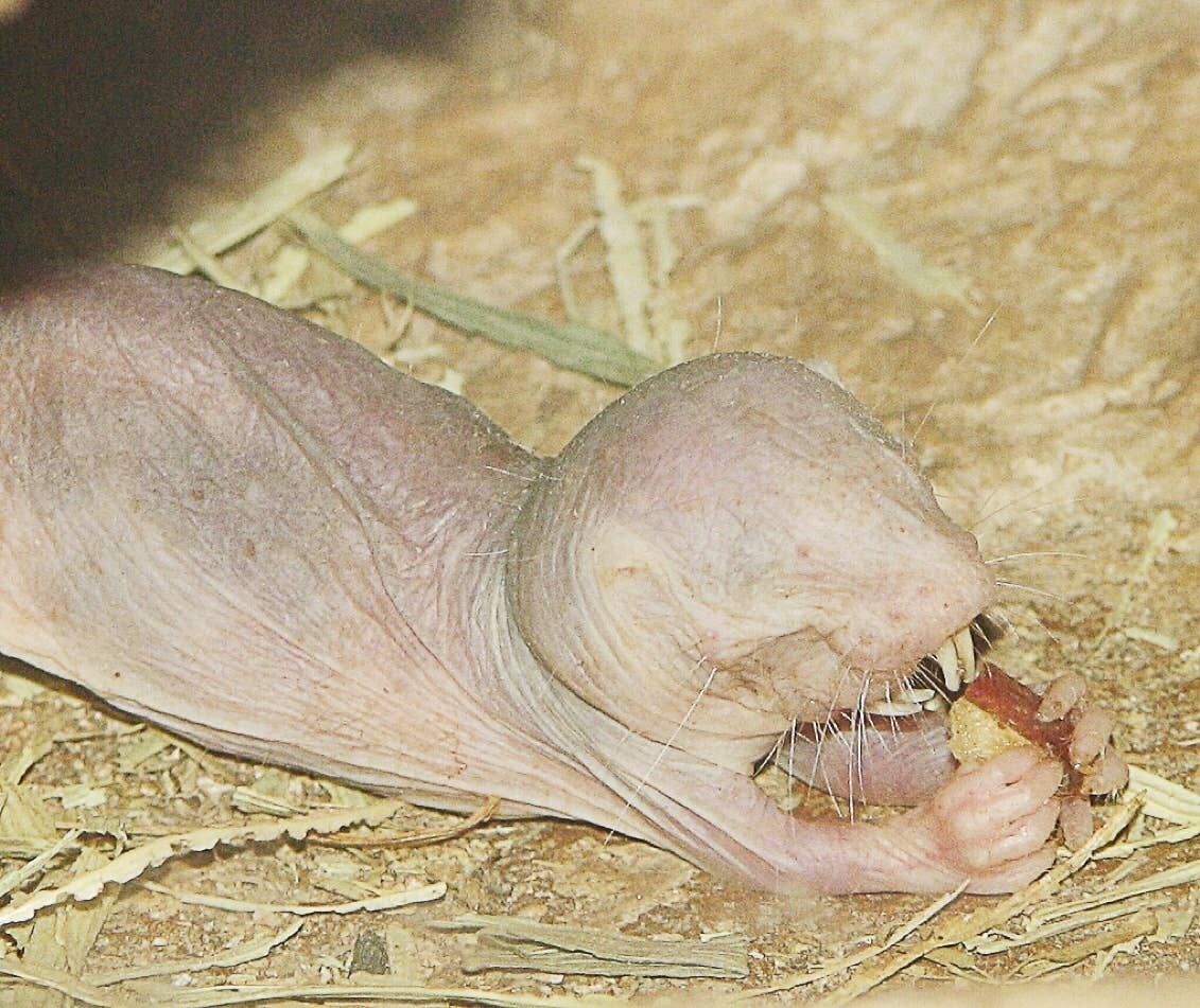 Naked Mole-Rats: Facts About Strange and Fascinating Animals - Owlcation