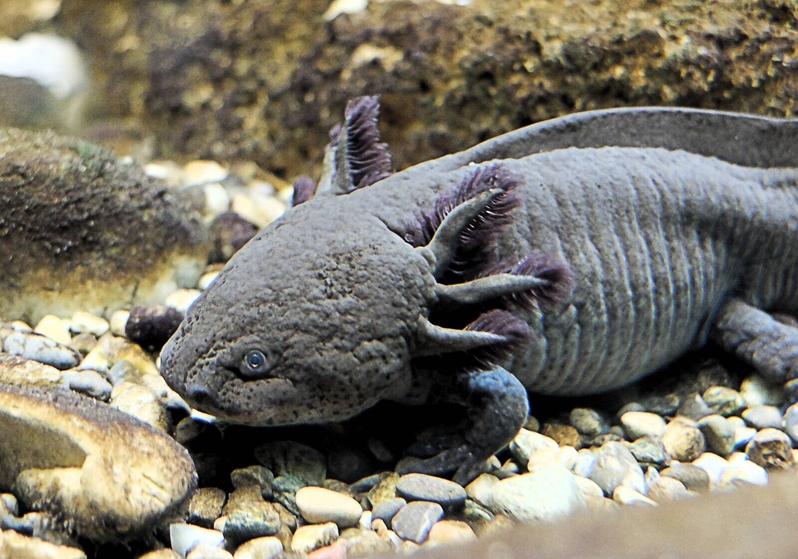 The Endangered Axolotl and Its Powers of Regeneration - Owlcation