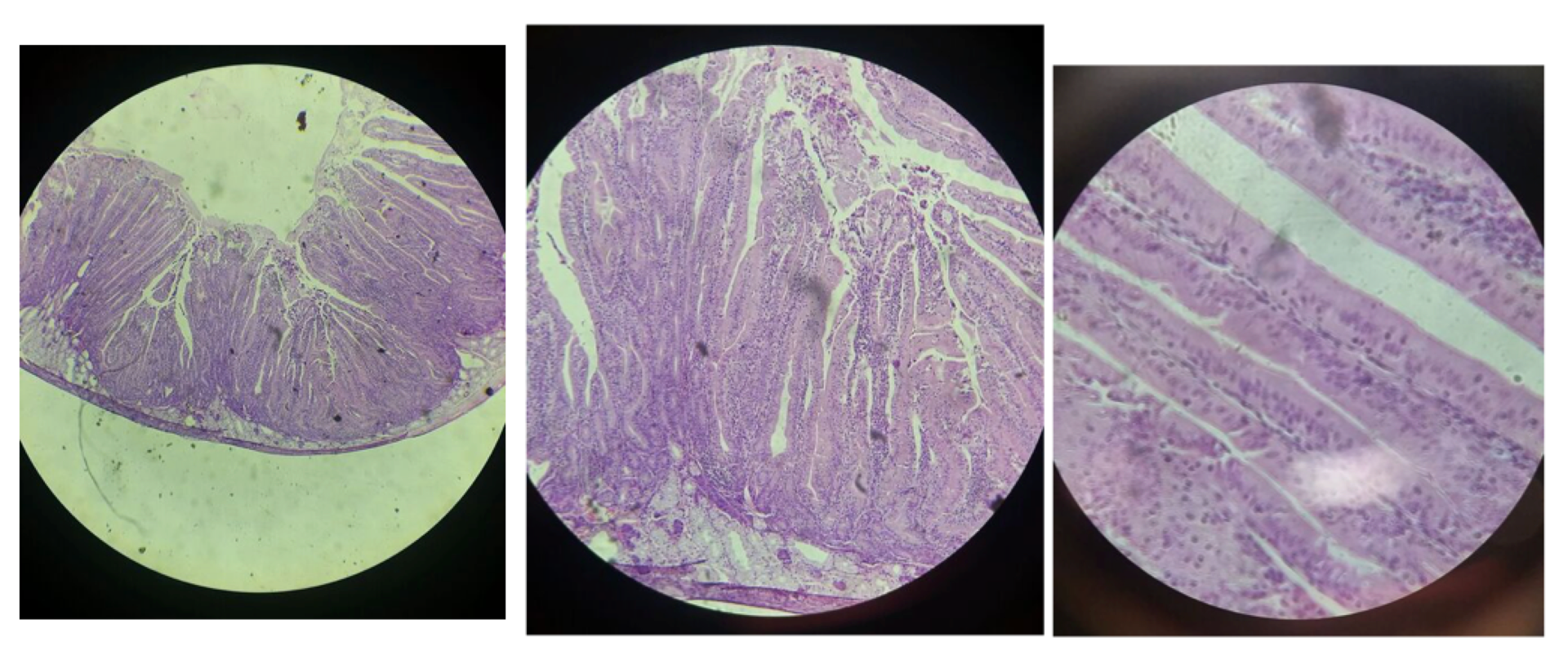 Histology and Anatomy of the Digestive System - Owlcation