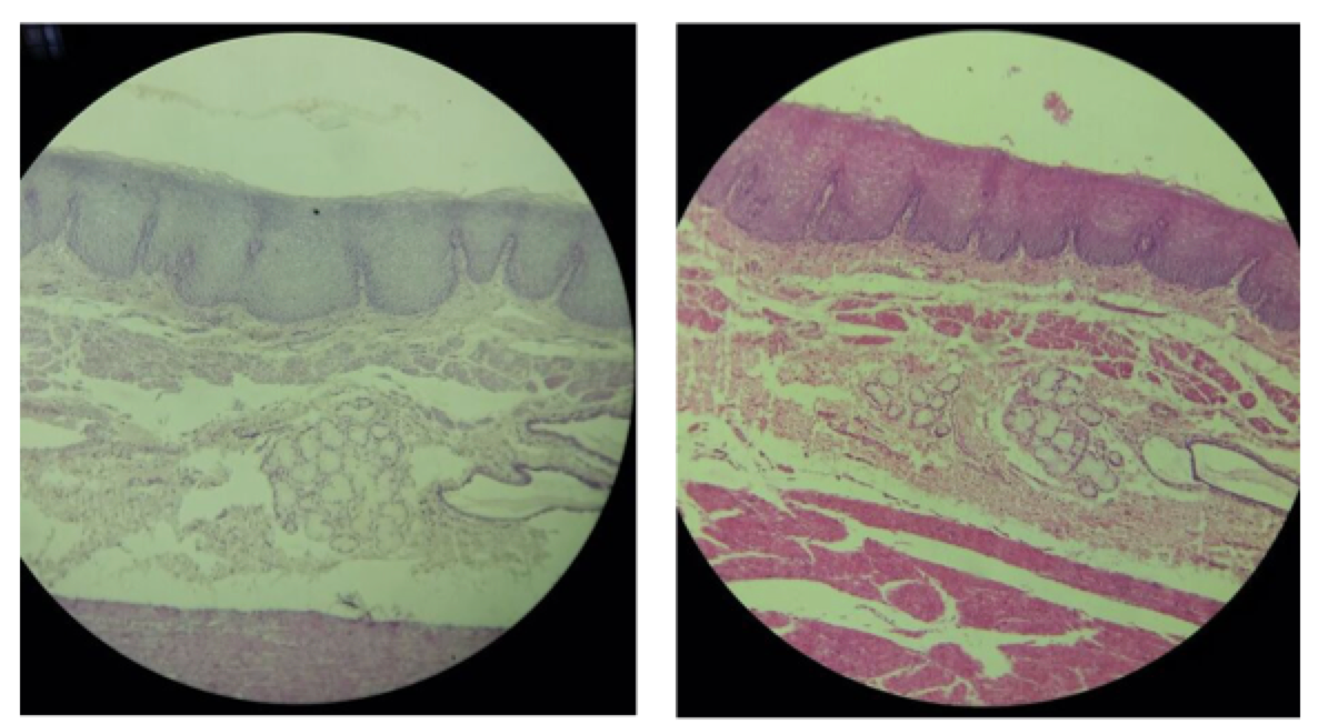 Histology and Anatomy of the Digestive System - Owlcation