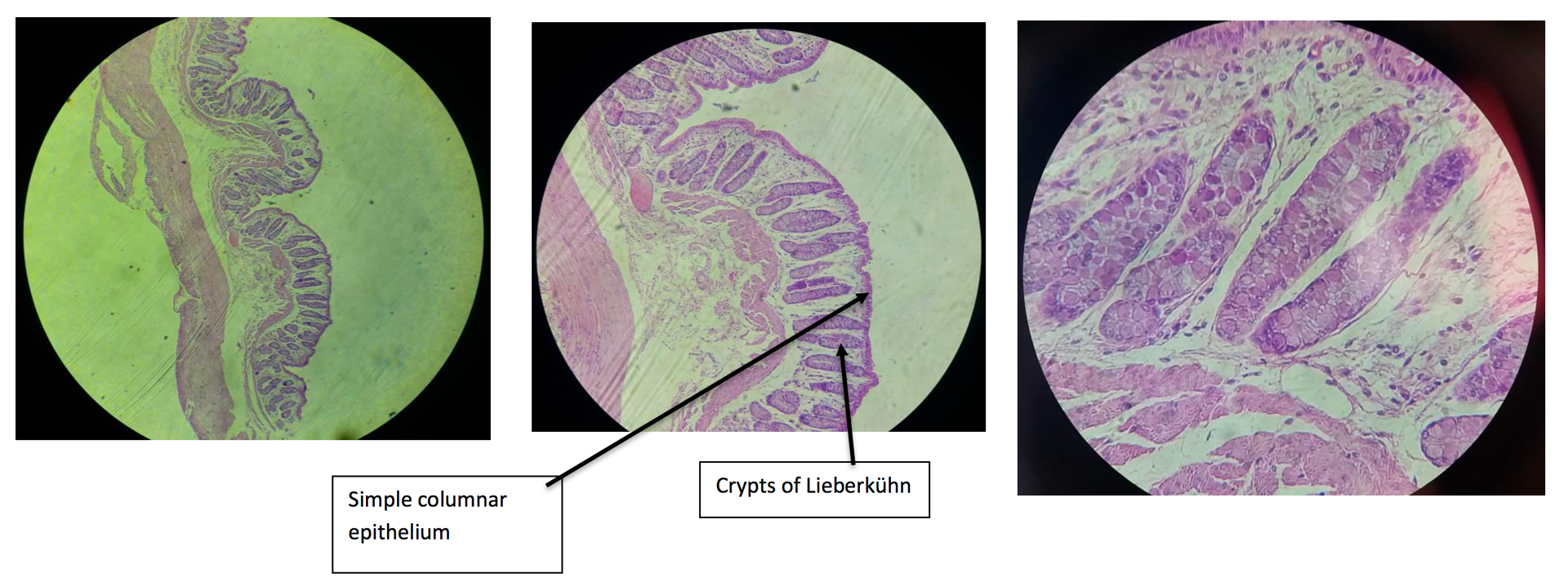Histology and Anatomy of the Digestive System - Owlcation