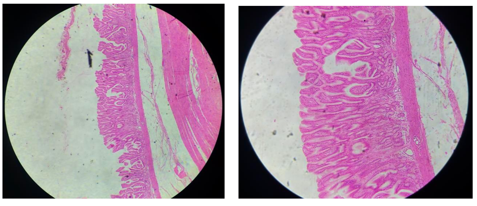 Histology and Anatomy of the Digestive System - Owlcation
