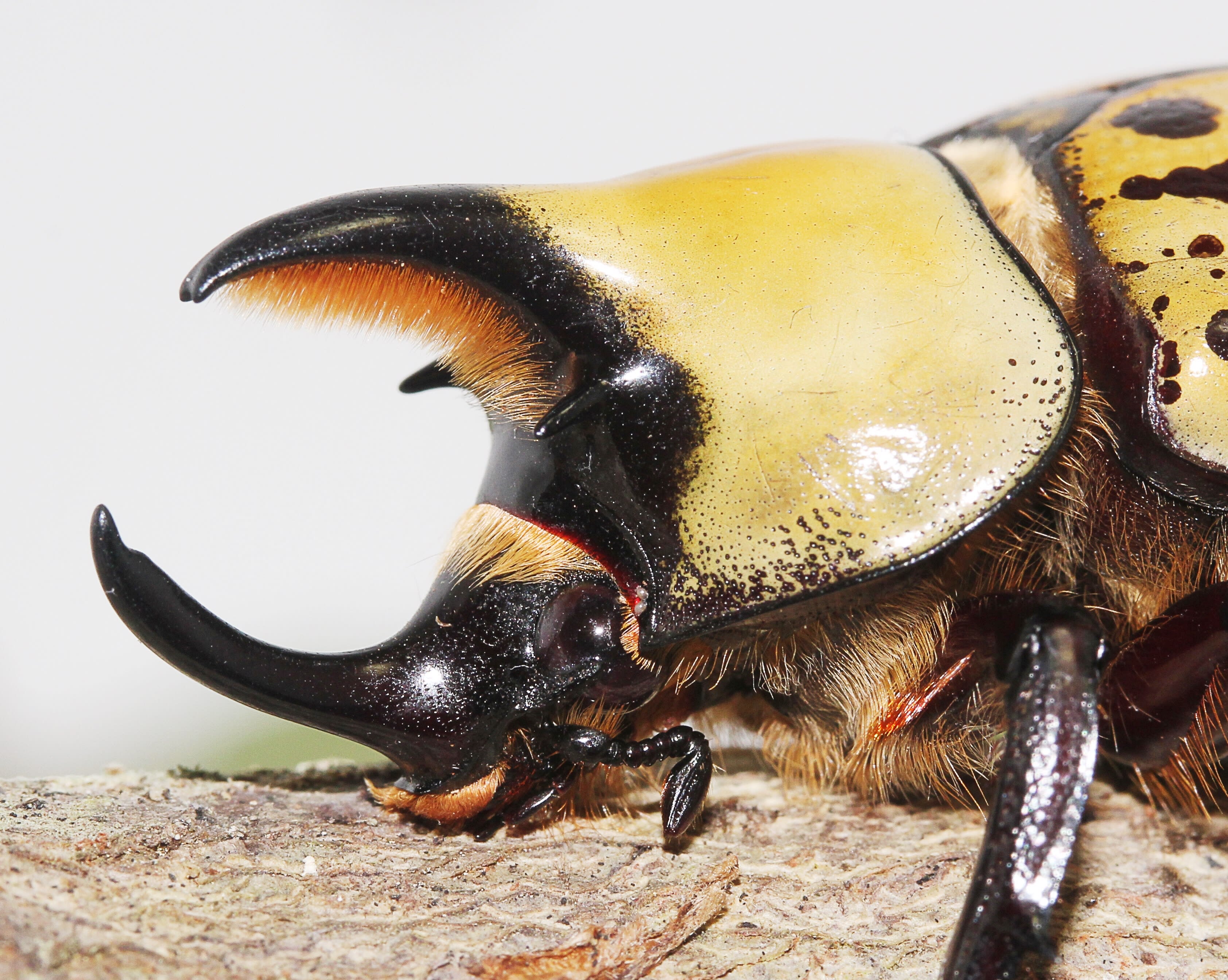 40 Interesting Facts About Hercules Beetles (Genus Dynastes) - Owlcation