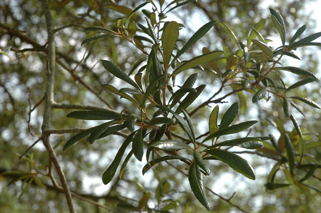 Crypt-Keeper Wasp: An Interesting Hyperparasite - Owlcation