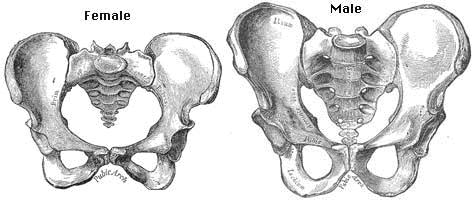 Anatomy of the Pelvis - Owlcation