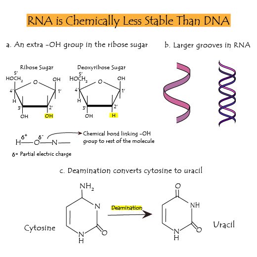 The Differences Between DNA and RNA Explained With Diagrams - Owlcation