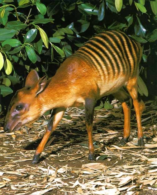 12 of the Strangest-Looking Animals in the World - Owlcation