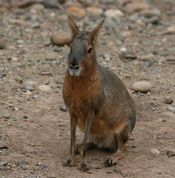 12 of the Strangest-Looking Animals in the World - Owlcation