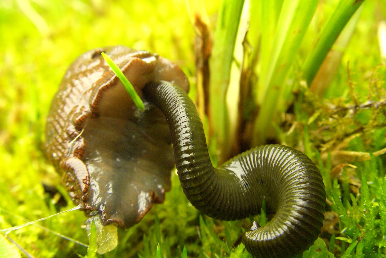 European Medicinal Leech: Features, Biology, and Medical Use - Owlcation