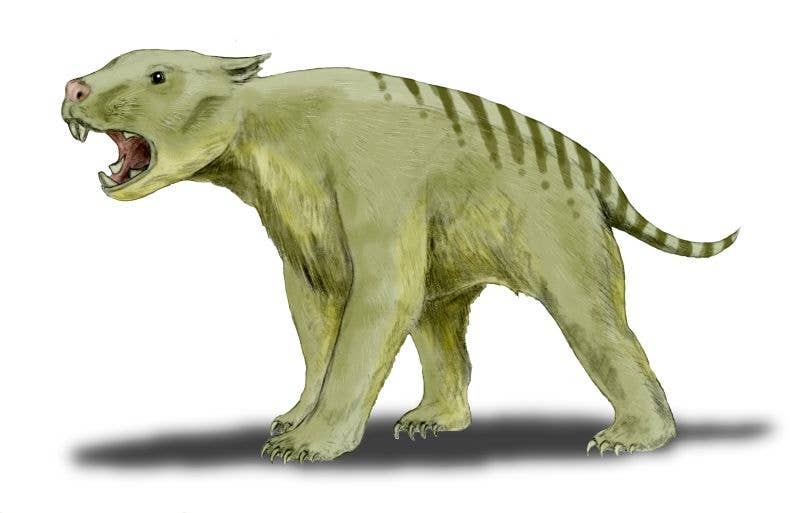 The Australian Megafauna - Owlcation
