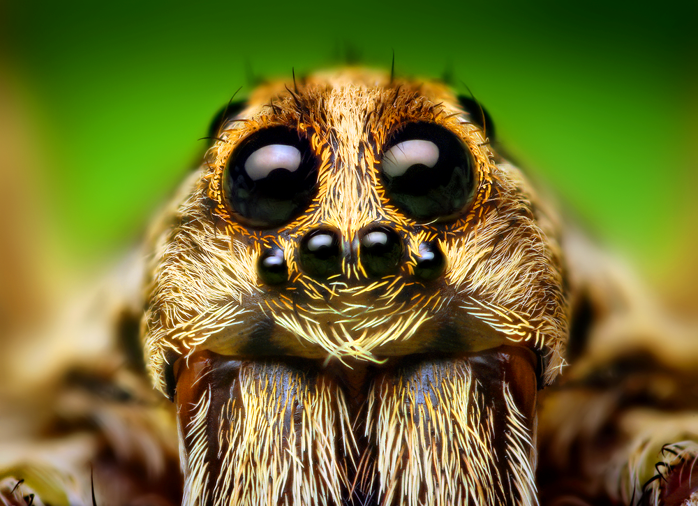 How Many Eyes Does a Spider Have? What Do Spider Eyes Look Like ...