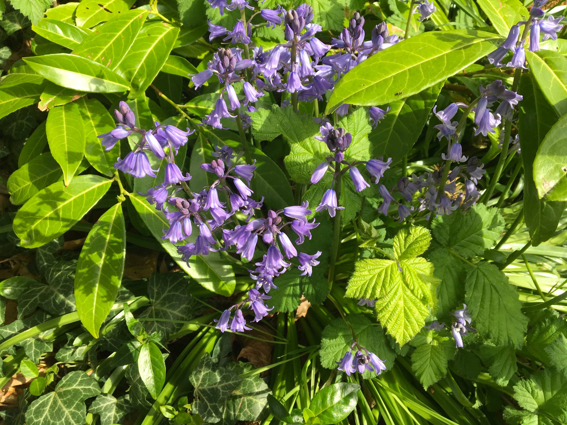 8 Lovely B.C. Plants That Flower in Spring: Photos and Facts - Owlcation