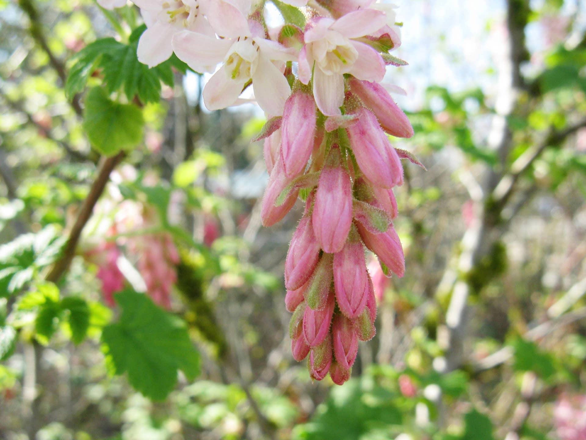 8 Lovely B.C. Plants That Flower in Spring: Photos and Facts - Owlcation