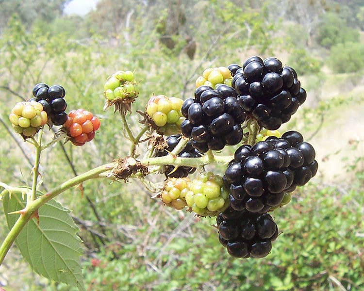 Seed Dispersal: How Do Plants Spread Their Seeds? - Owlcation