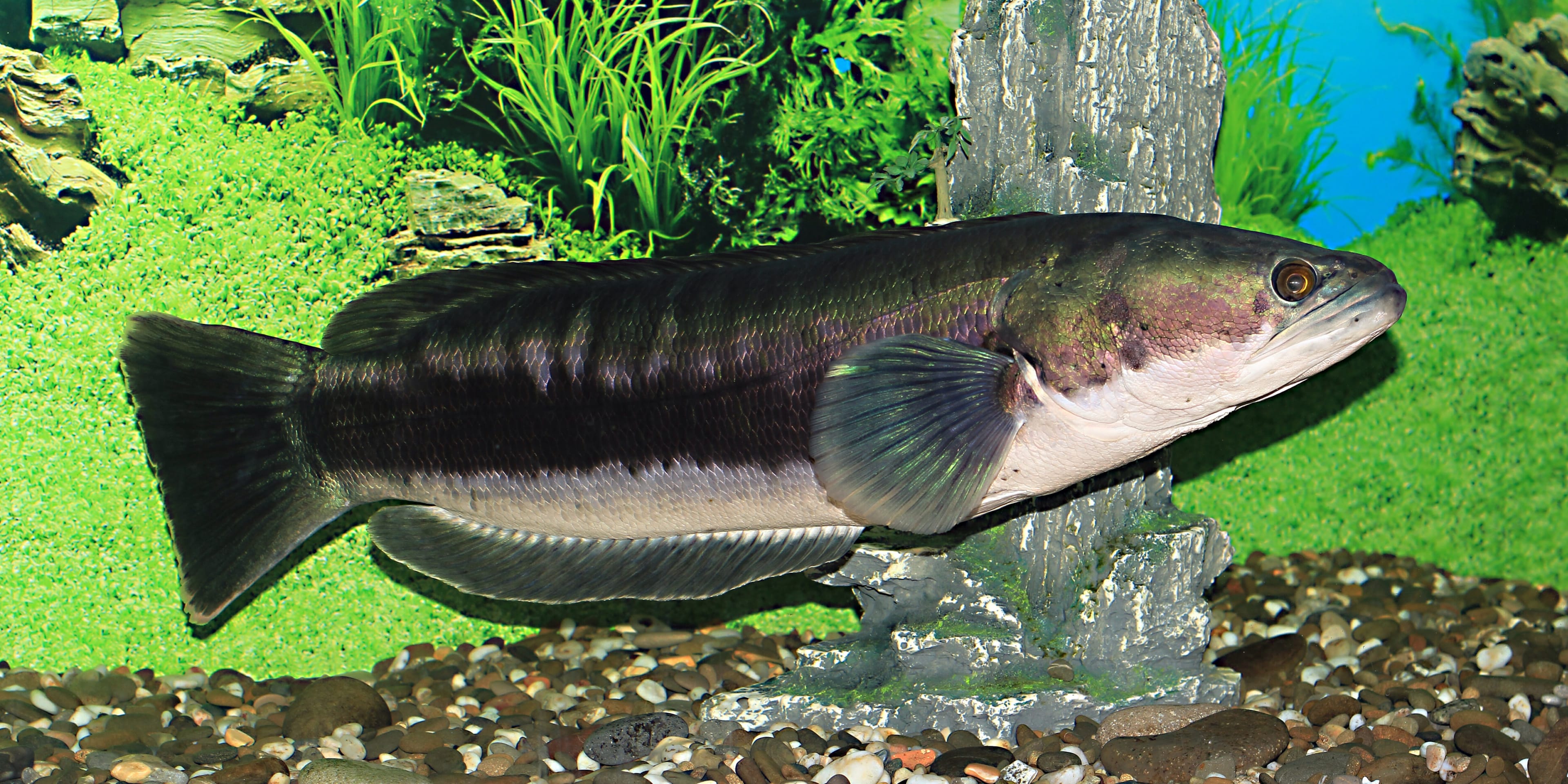 Snakehead Fish Eating Goldfish