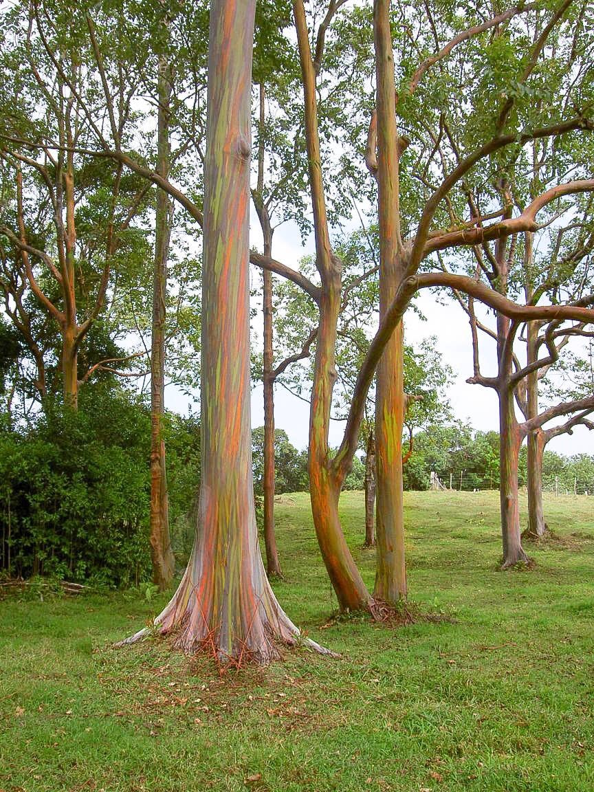 Rainbow Eucalyptus: Unusual Tree With Multicoloured Trunk - Owlcation