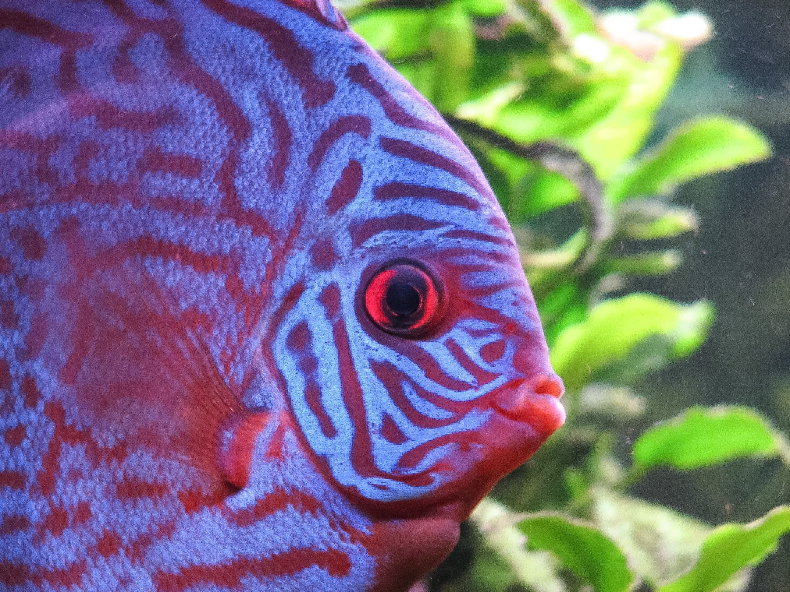 Fish Mucus: Composition, Functions, and Potential Uses - Owlcation