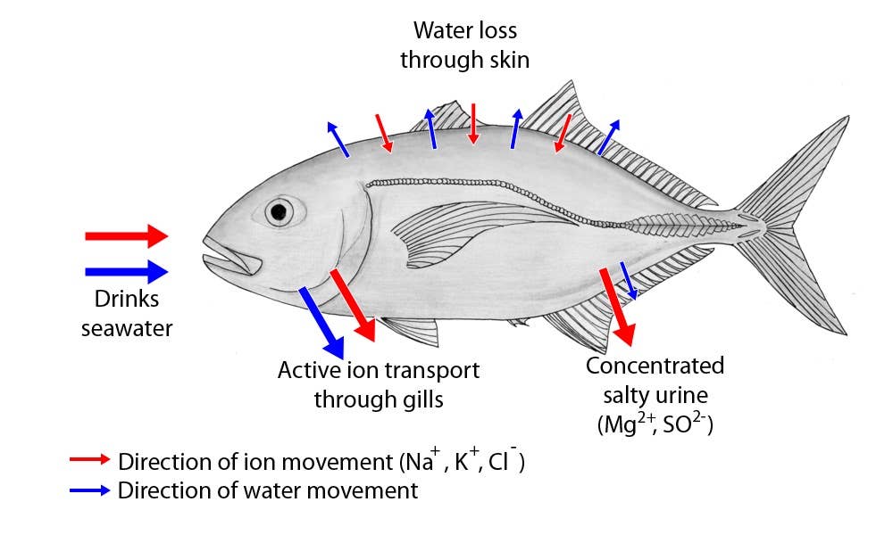Fish Mucus: Composition, Functions, and Potential Uses - Owlcation