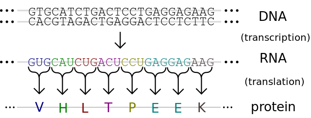 Sickle Cell Disease or Anemia and CRISPR-Cas9 Genome Editing - Owlcation