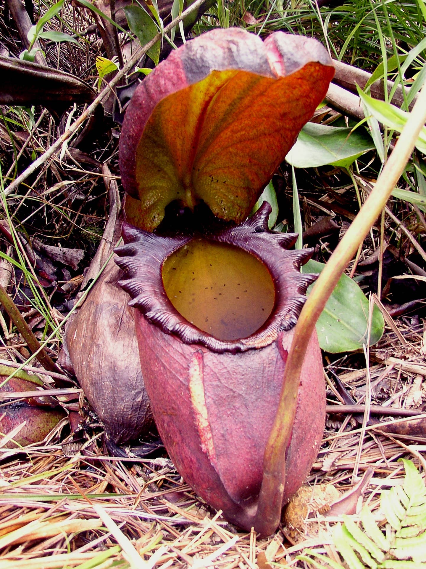 Facts About Pitcher Plants and Enzymes That Digest Gluten - Owlcation