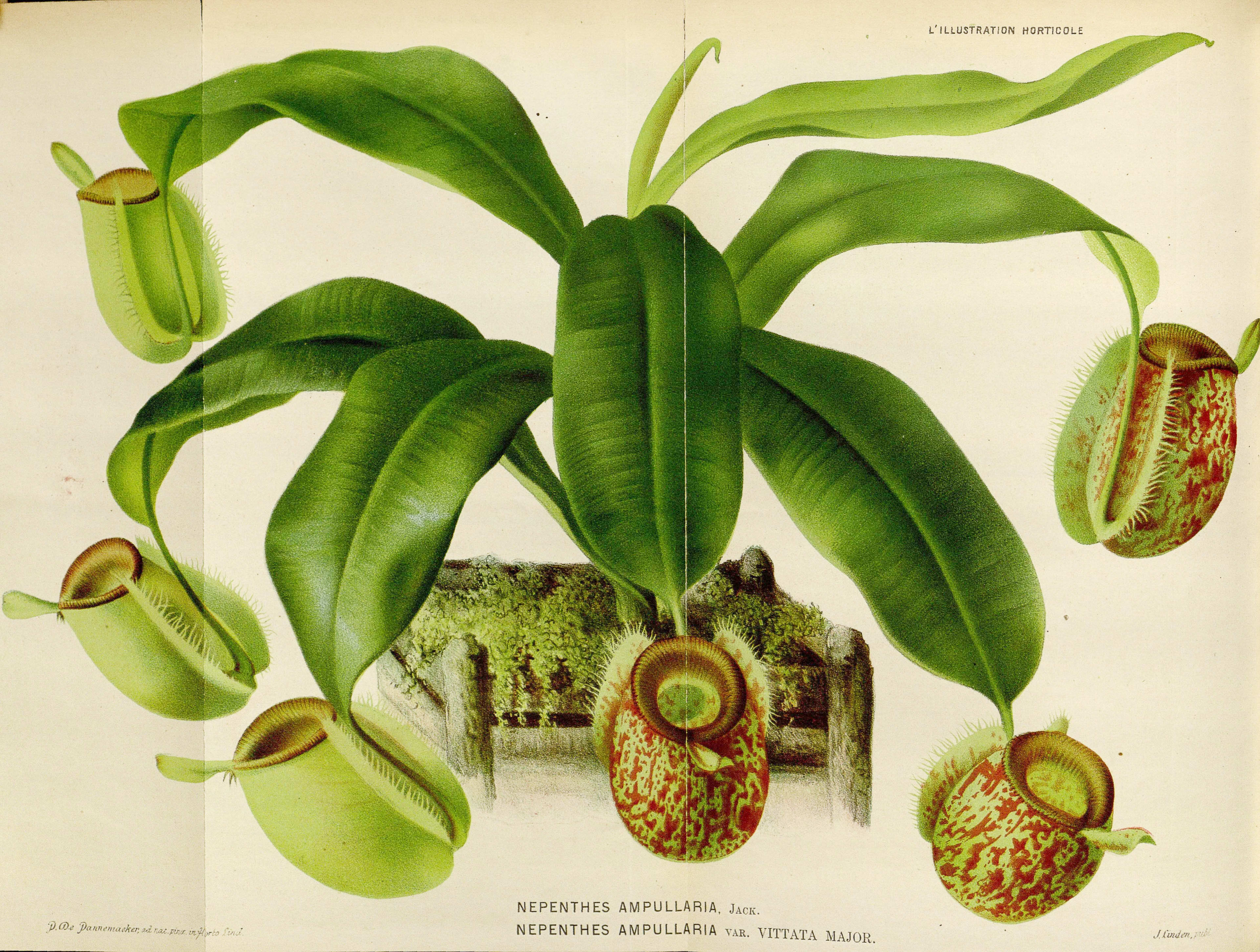 Facts About Pitcher Plants and Enzymes That Digest Gluten - Owlcation