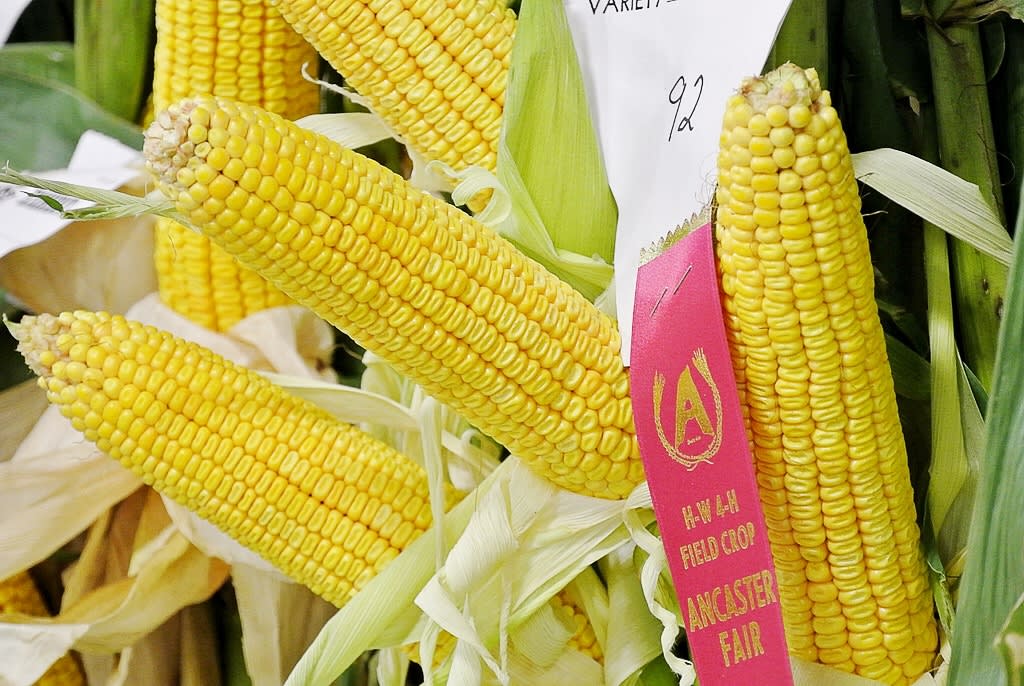 Facts About Pitcher Plants and Enzymes That Digest Gluten - Owlcation